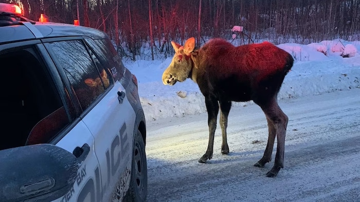 Un jeune orignal peu craintif qui perturbait la circulation a été ...