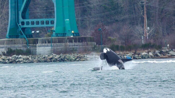 Un photographe de Vancouver immortalise une orque de passage près du ...