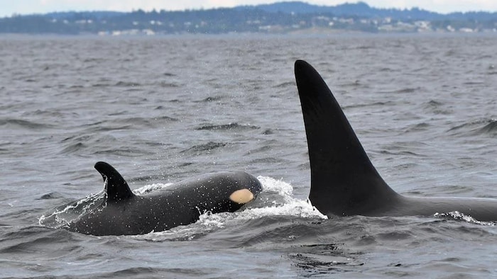 Des chercheurs confirment l’existence d’un nouveau bébé orque, K-45 ...