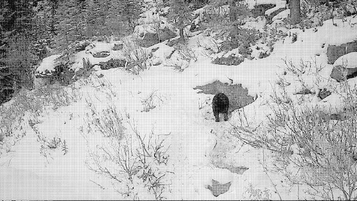 Parc national Banff : le déplacement d’un ours noir soulève l’ire du ...