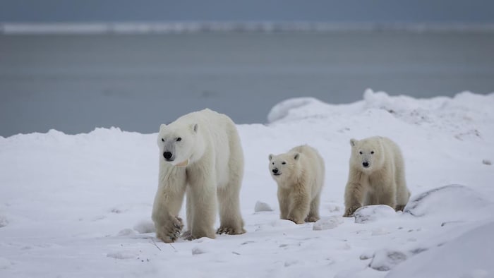 Une ourse polaire adopte un ourson, un cas rare observé près de ...