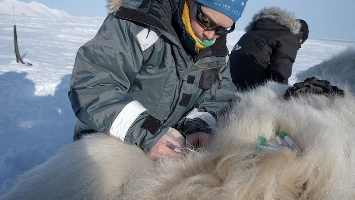 Les ours polaires du Svalbard résistent mieux que prévu au ...