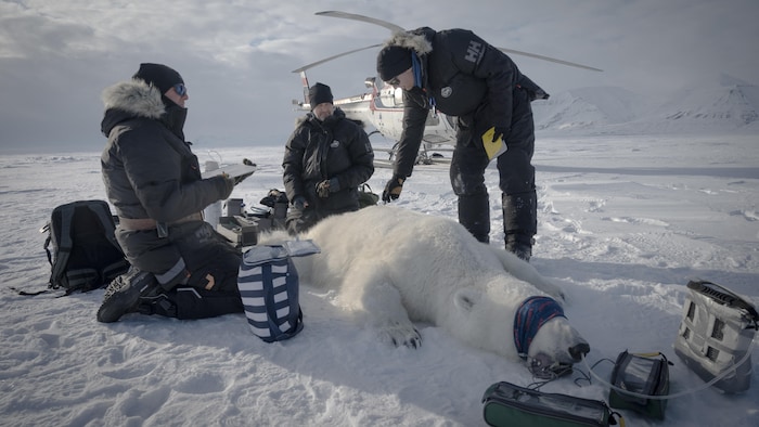 Les ours polaires du Svalbard résistent mieux que prévu au ...