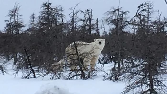 Un homme protège sa conjointe en sautant sur un ours polaire | Radio-Canada