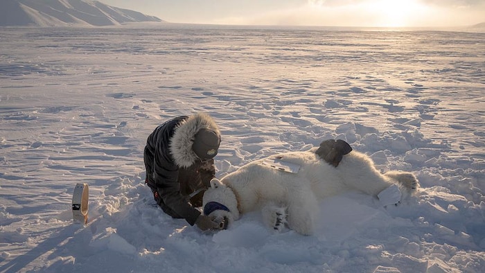 Les ours polaires du Svalbard résistent mieux que prévu au ...