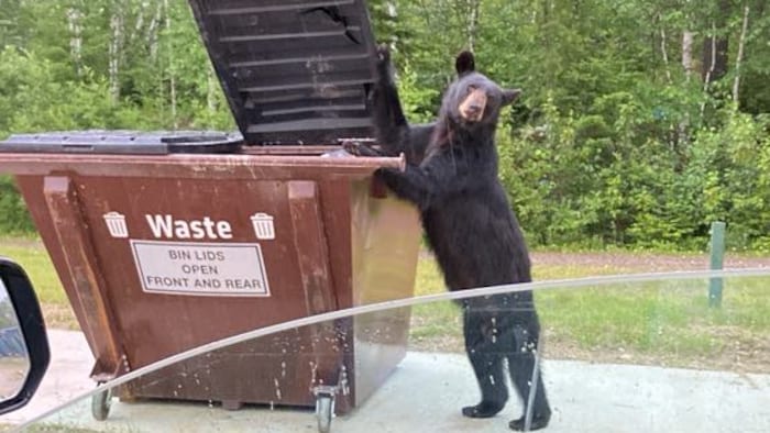 Des résidents du Whiteshell s’inquiètent des ours qui fouillent dans ...