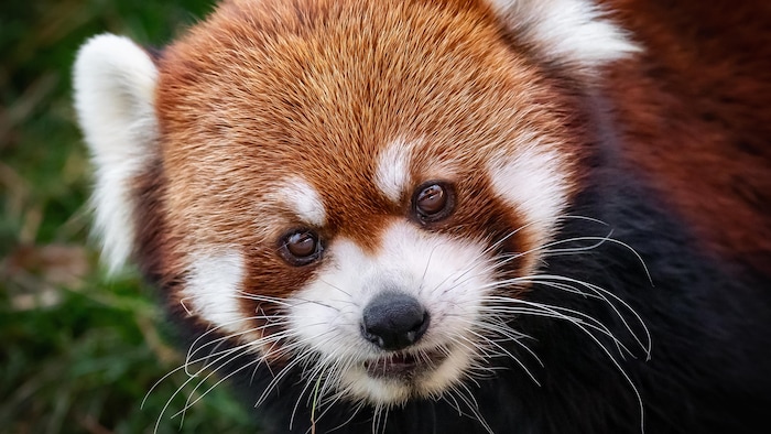 Un rare panda roux de 6 semaines meurt au zoo de Toronto | Radio-Canada