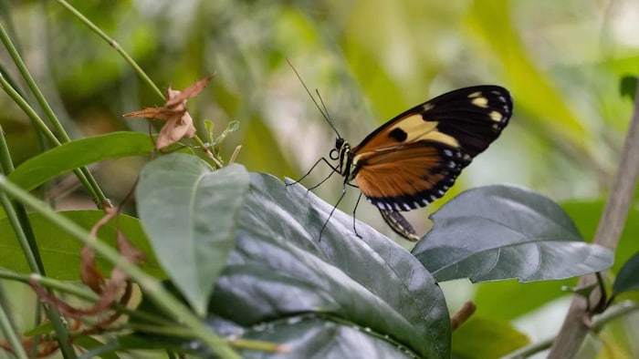 L’exposition annuelle de papillons de l’Université Carleton tire à sa ...