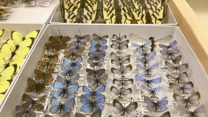 Une rare collection de papillons offerte à l’Université du Manitoba ...