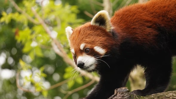 Le panda roux du zoo de Vancouver rencontre sa nouvelle compagne ...
