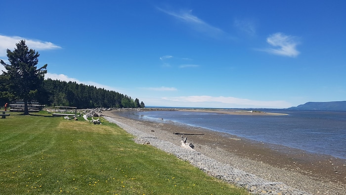 Un plan d’aménagement pour régénérer la forêt du parc de la Pointe ...