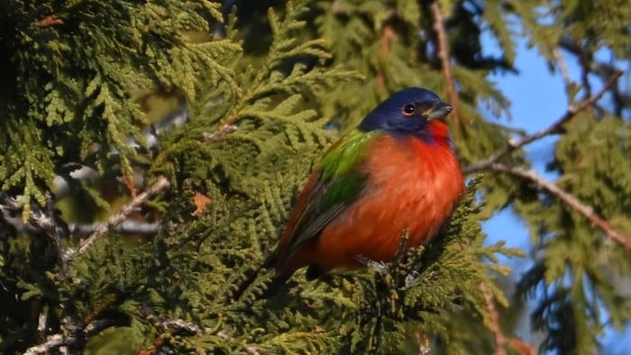 Un passerin nonpareil, une autre visite d’exception au Bas-Saint ...