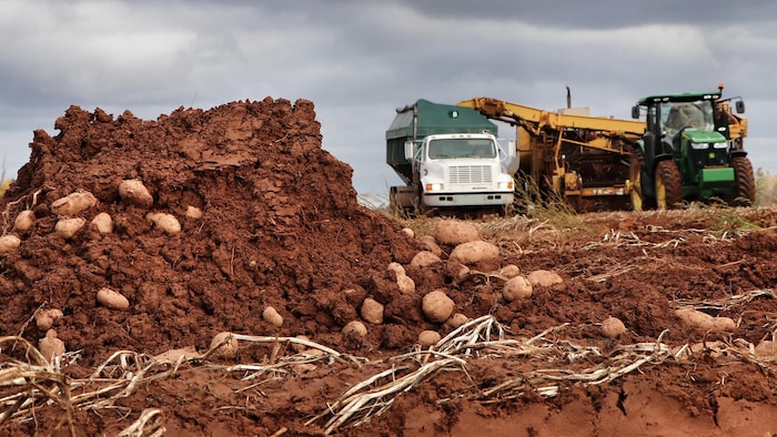 Le gouvernement de l’Île-du-Prince-Édouard explore l’idée d’un port ...