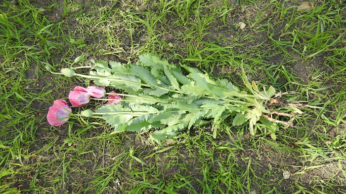 Une importante saisie de pavot à opium à Edmonton | Radio-Canada