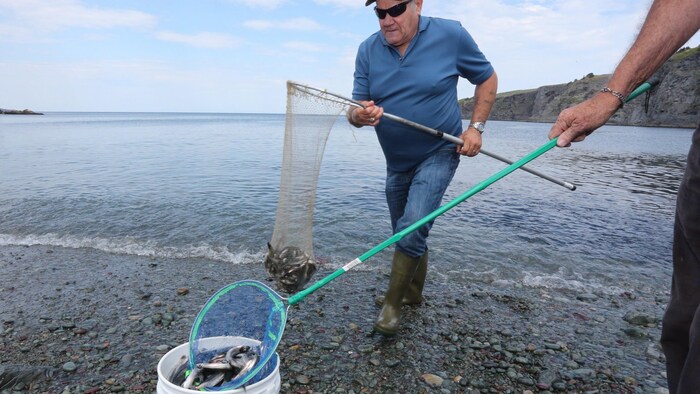 Un moratoire réclamé sur la pêche au capelan à Terre-Neuve-et-Labrador ...