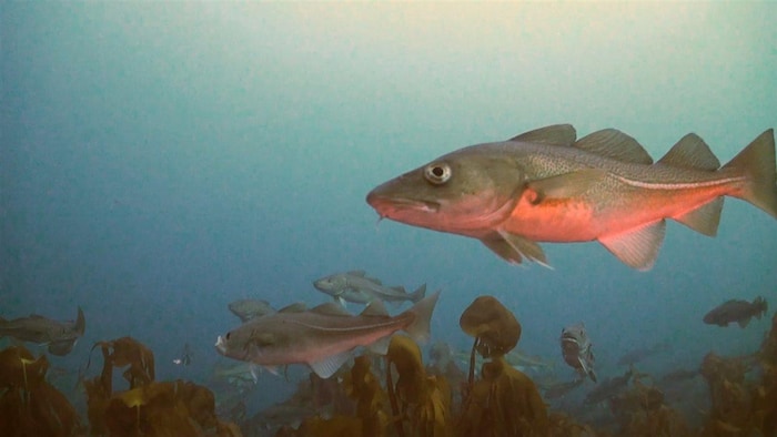 Le retour tranquille de la morue du Nord | Radio-Canada