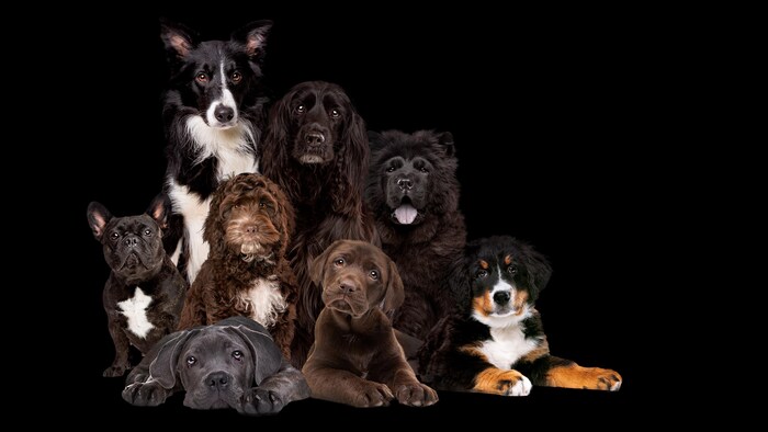 Les chiens présentaient déjà des différences physiques à la préhistoire ...