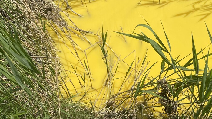Eau jaunâtre : de la peinture de lignage déversée sur le chemin Georges ...