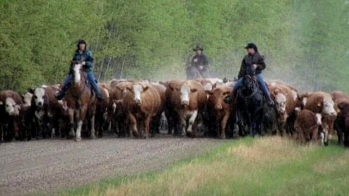De plus en plus d’Albertaines se lancent dans l’agriculture | Radio-Canada