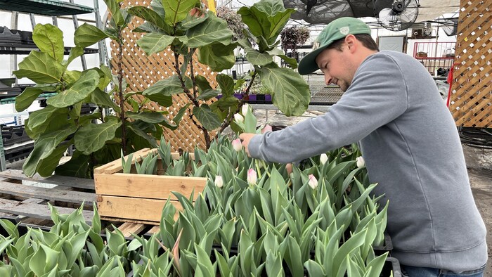 Des fleurs locales en plein hiver à la Pépinière Boréalis | Radio-Canada