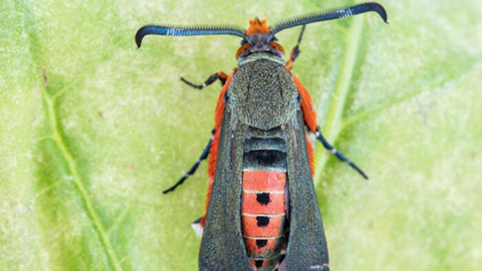 Climat : de nouveaux insectes causent des ravages aux cultures ...