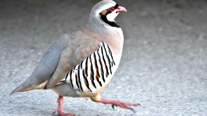 L’oiseau national de l’Irak et du Pakistan photographié en Ontario ...