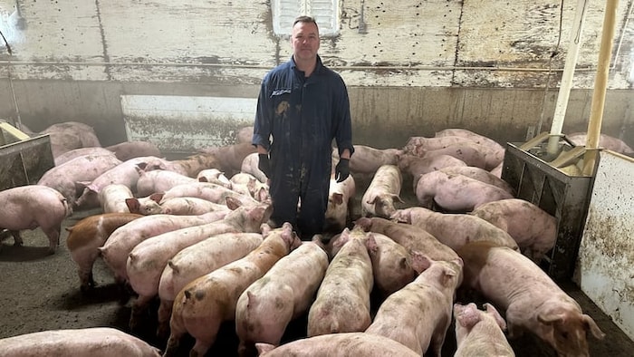 L’industrie porcine du Manitoba toujours sous tension malgré la pause ...