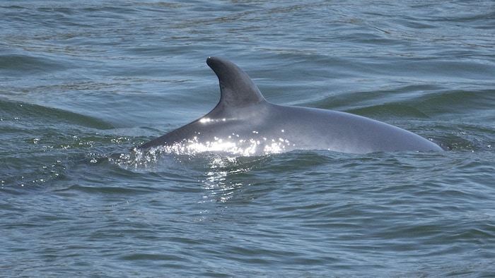 Un petit rorqual aperçu dans la région de Montréal, sa survie menacée ...