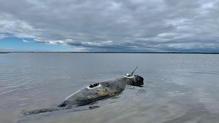 Première pose d’émetteurs sur des requins blancs dans le golfe du Saint ...