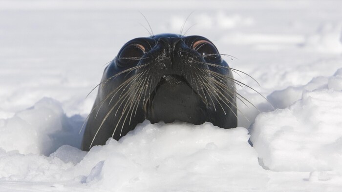 Le phoque du Groenland poursuit son déclin | Radio-Canada