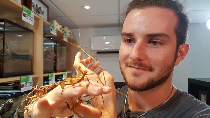 Un jeune entomologiste souhaite ouvrir un insectarium à Québec | Radio ...