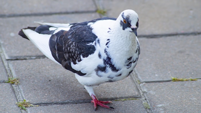 La vérité sur les pigeons estropiés | Radio-Canada