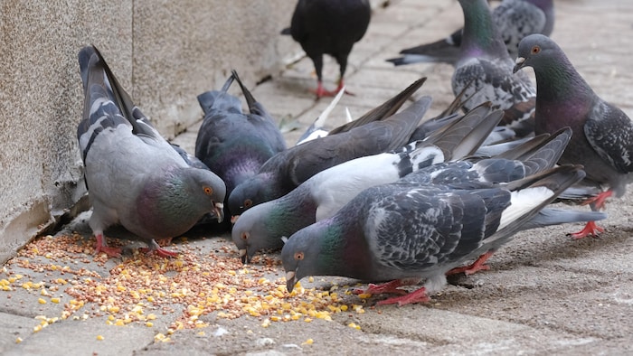 Plusieurs oiseaux tués par du maïs empoisonné à Halifax | Radio-Canada