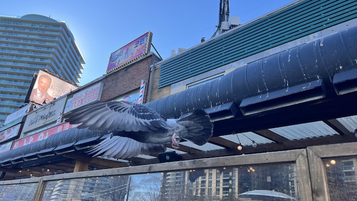 Des contraceptifs pour les pigeons de Toronto afin de réduire les amas ...