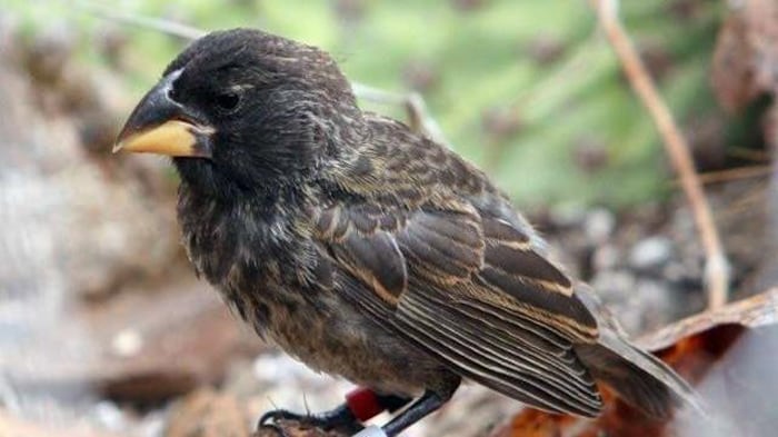 L’évolution observée en temps réel | Radio-Canada