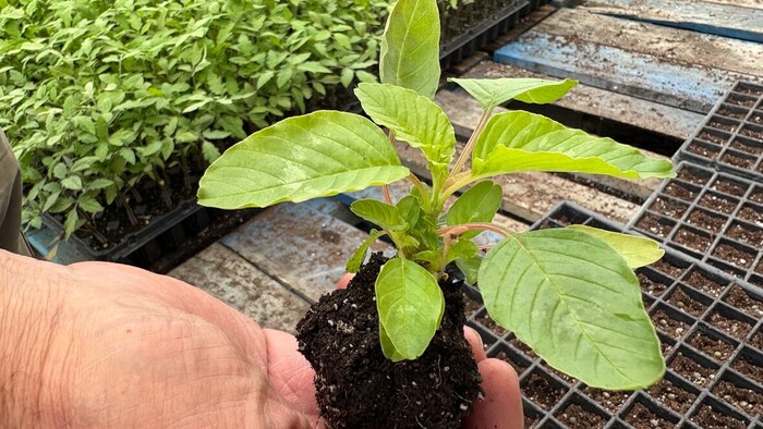 La culture du calalou donne aux travailleurs agricoles jamaïcains un ...