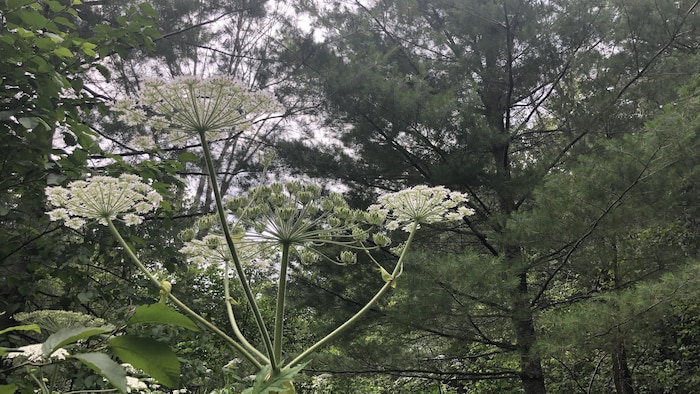 La berce du Caucase envahit le domaine d’une résidente de Bromont ...