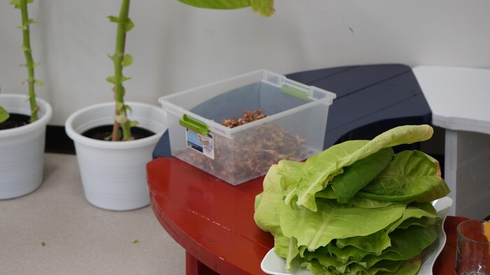 Cultiver du tabac à l’école primaire pour découvrir des traditions ...