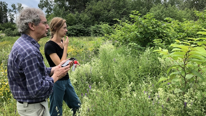 Des plantes exotiques envahissantes se propagent en Gaspésie | Radio-Canada