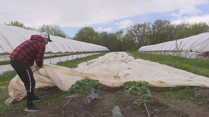 Des nuits froides inquiétantes pour les producteurs agricoles de la ...