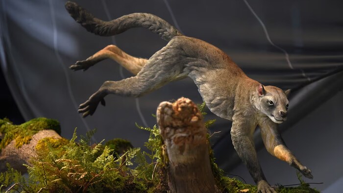 Découverte de deux primates archaïques qui vivaient en Alberta au ...