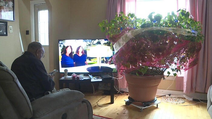 En souvenir de son épouse, il conserve le même poinsettia depuis 26 ans ...