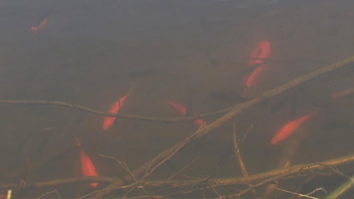 Des lacs envahis de poissons rouges | Radio-Canada