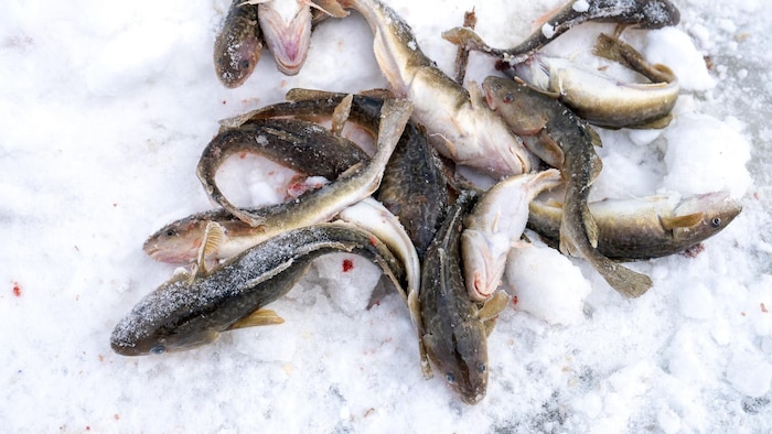 Une bonne saison de pêche aux petits poissons des chenaux, malgré un ...