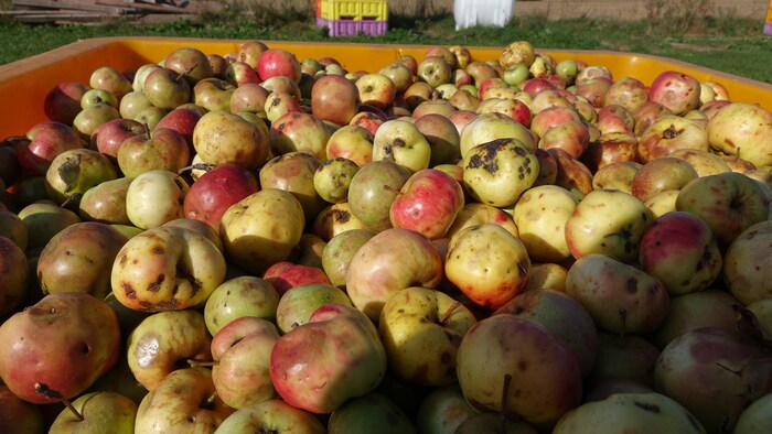 À la recherche de « la pomme parfaite » à l’Île-du-Prince-Édouard ...