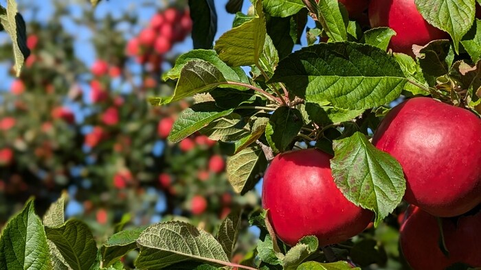 Une « bonne saison » d’autocueillette de pommes au Nouveau-Brunswick ...