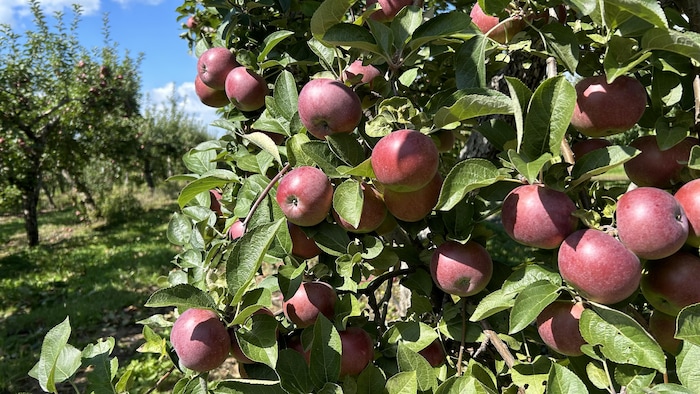 C’est le temps de la cueillette dans les vergers de pommes de l’Estrie ...