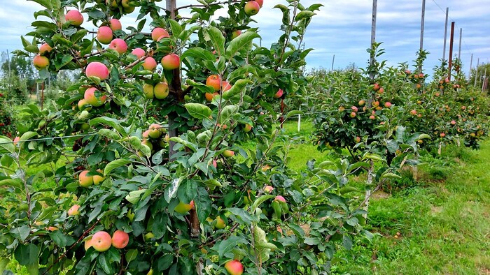 Une saison de rêve dans les vergers de l’Abitibi-Témiscamingue | Radio ...