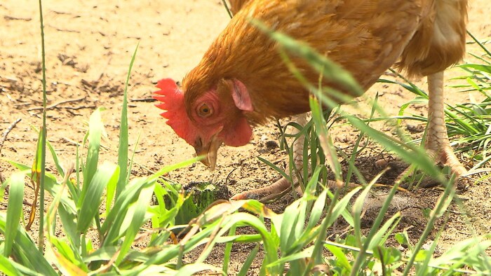 Toronto autorise certains résidents à garder des poules | Radio-Canada
