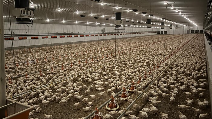 Éleveur professionnel ou amateur, personne n’est à l’abri de la grippe ...